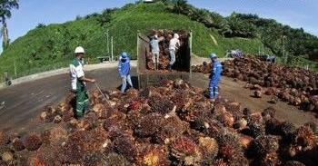 PT Ciputra Plantation Indonesia