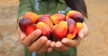 PT Ciputra Plantation Indonesia