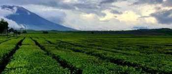 PT Collins Higgins Consulting Indonesia